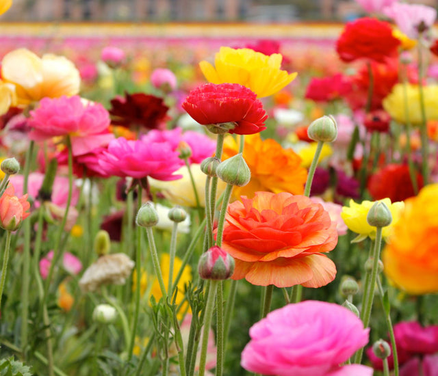 Unveiling 5 Asian Flowers and Their Meanings, A Must Know! – Eternity ...
