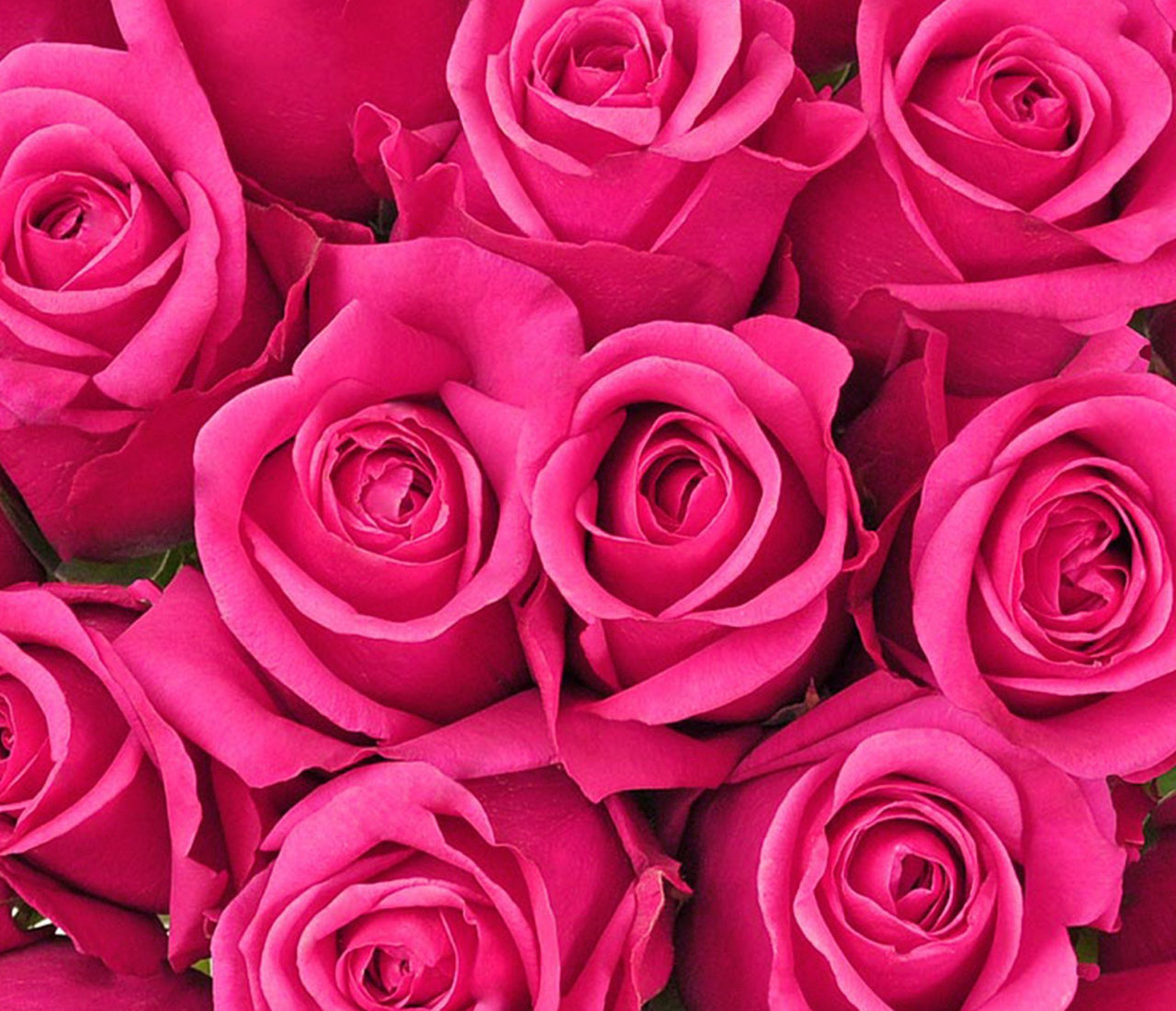 Pink Roses Meaning: Decoding The Stories Behind Their Hue – Eternity ...