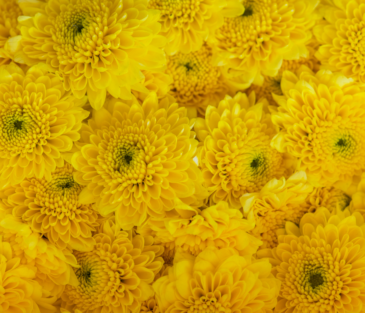 Yellow Chrysanthemum Flower Meaning That You Should Know Of! – Eternity ...