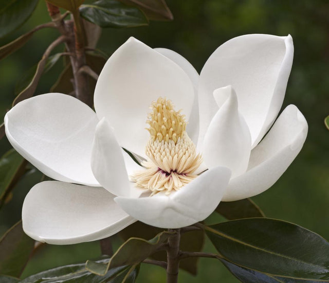 Magnolia Flower Meaning: What Lies Behind Its Petals? – Eternity Flower®