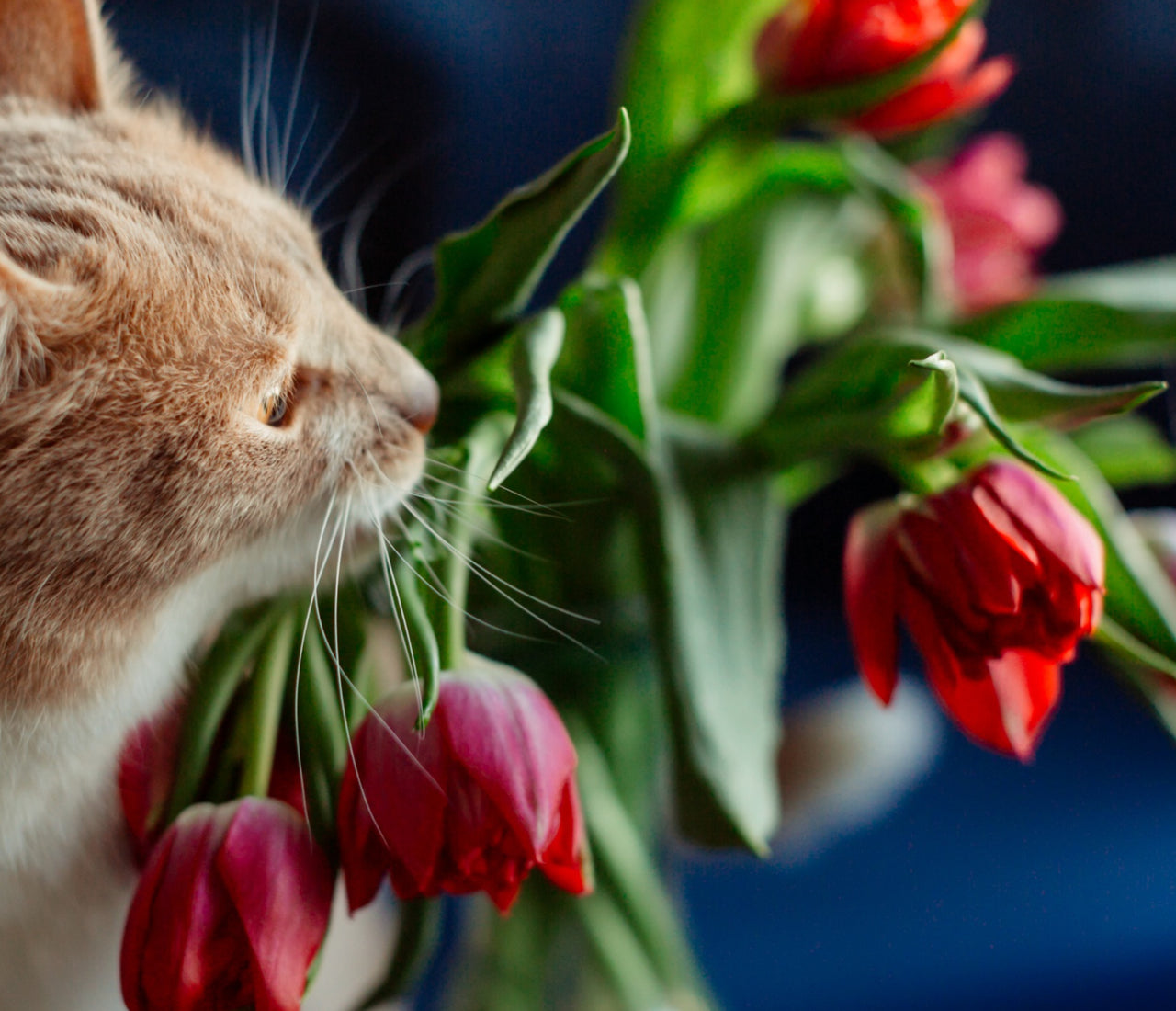 What Flowers Are Safe For Cats? Blooms Guide for Pawrents! – Eternity ...