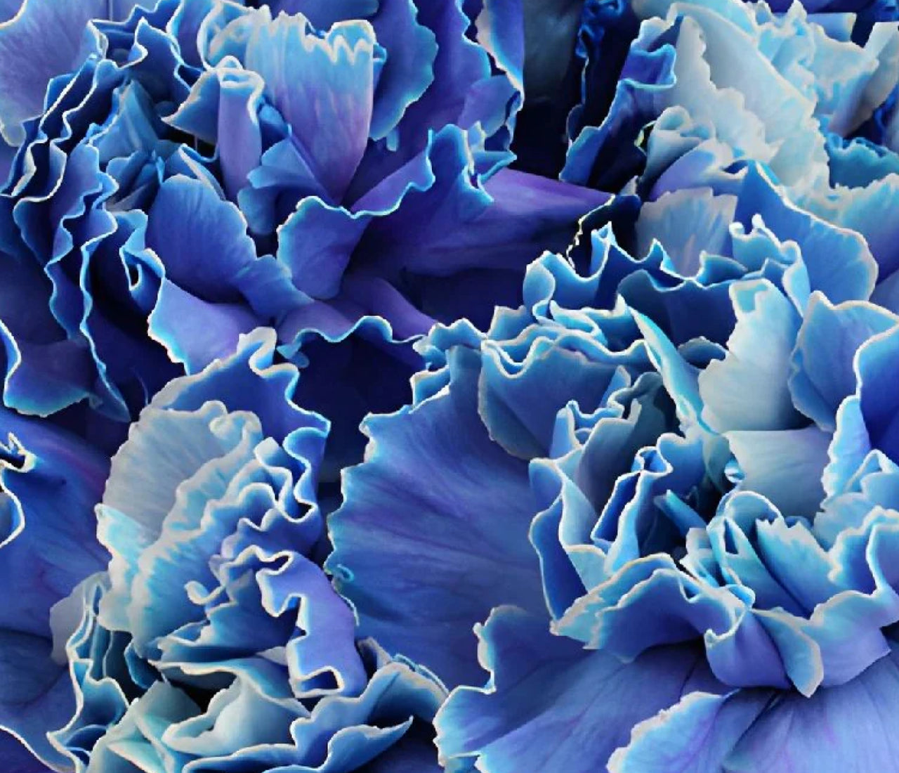 Unveiling the Mystery of the Alluring Blue Carnation Flowers – Eternity ...