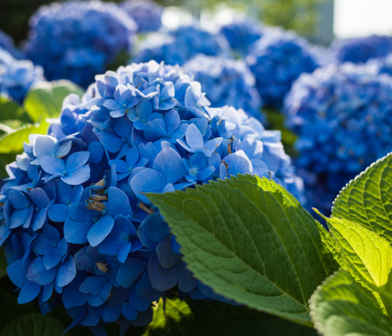 Blue Hydrangea Meaning: How This Beautiful Flower Communicates Feeling ...
