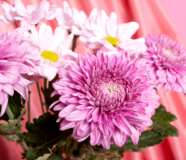 36+ List of Flowers that Start with C and Where You Can Find It ...