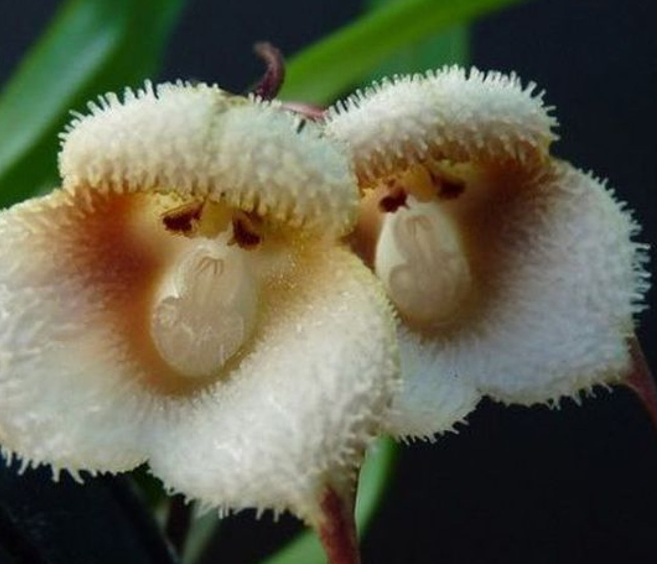 40+ Marvelous M Flowers: Dive into a World of Botanical Wonders ...