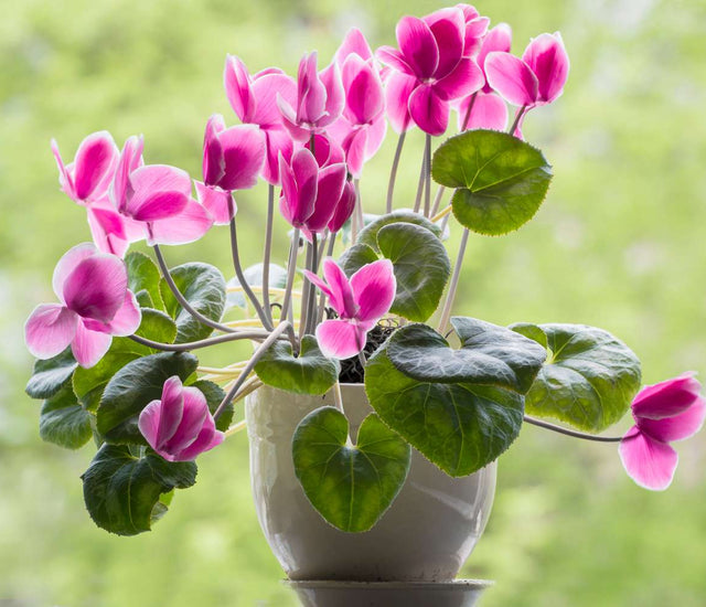 Indoor Flowering Plants 101: Easy Steps to a Colorful, Joyful Home ...