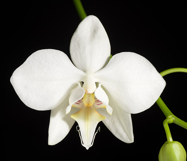 Orchid Enchantment: Meet Phalaenopsis Aphrodite, Your New Love ...