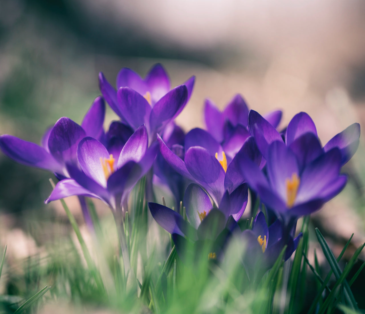 February Birth Flowers: Winter's Blooming Wonders Explored – Eternity ...