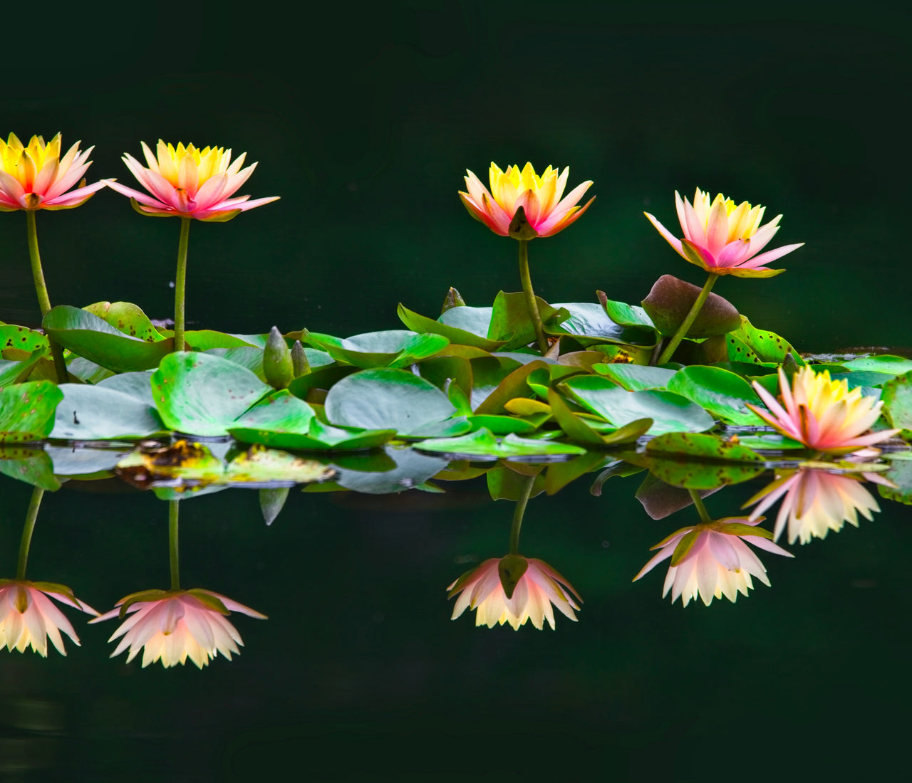 Pisces Birth Flowers: Discover Their Symbolic Meanings – Eternity Flower®