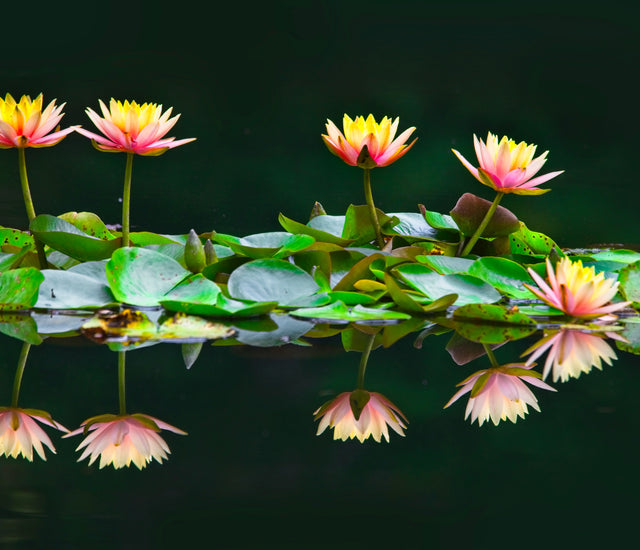 Pisces Birth Flowers: Discover Their Symbolic Meanings – Eternity Flower®