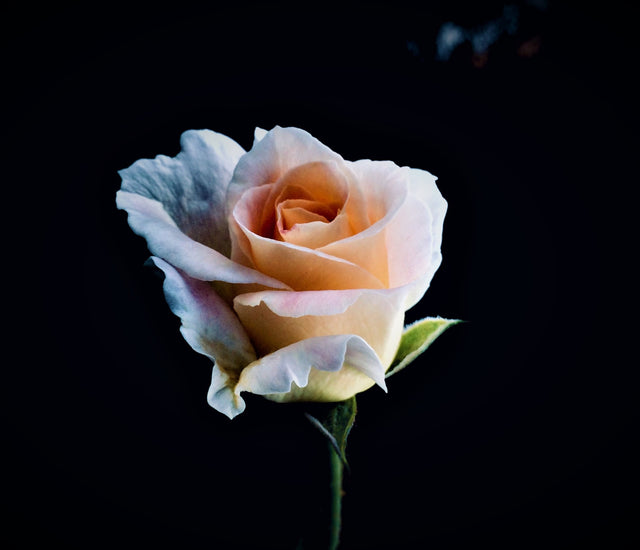 How Long Do Roses Last: A Guide to Flower Lifespan – Eternity Flower®
