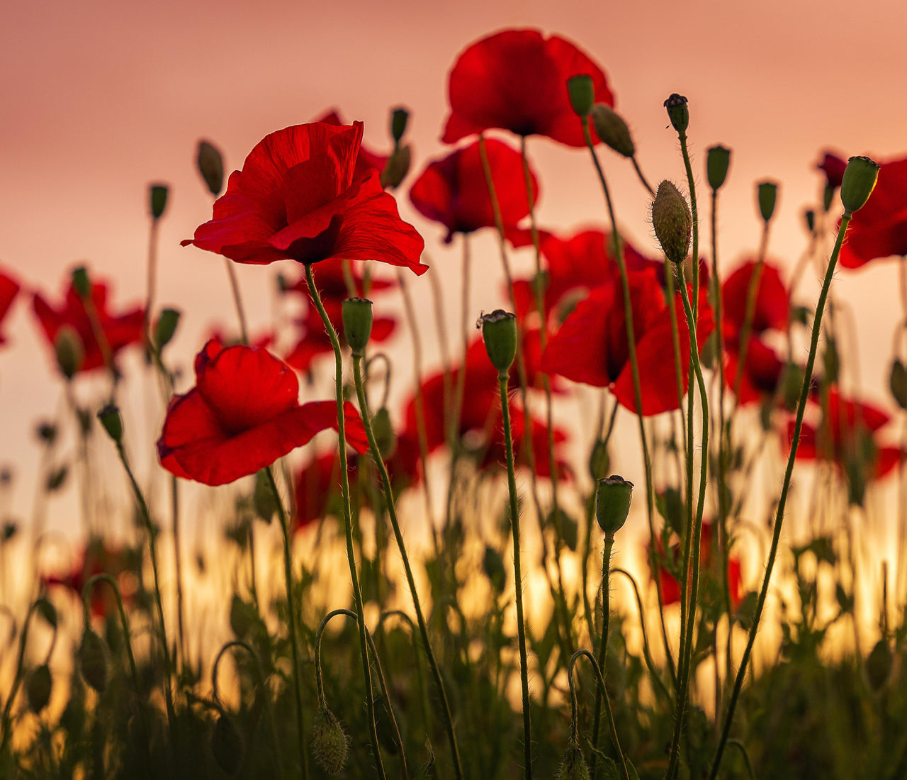 What does the Poppy flower meaning and the symbol of Poppy? – Eternity ...