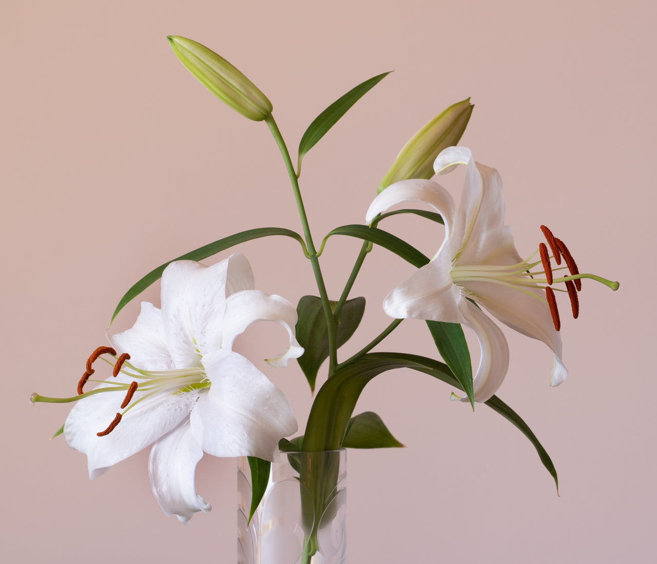 Lily Flower Meaning: Spiritual Insights and Symbolism – Eternity Flower®