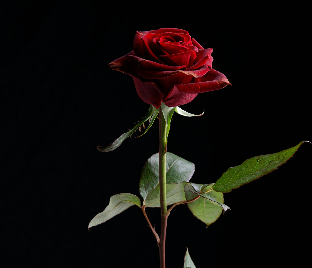 20 Red Flower Types: From Roses to Tulips, A Complete List! – Eternity ...