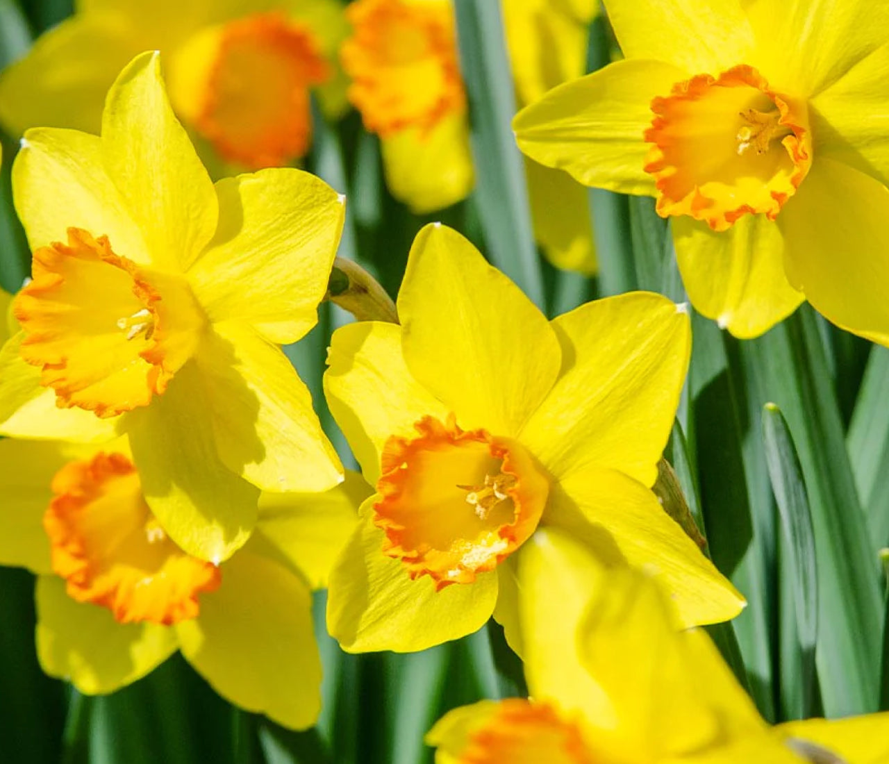 30+ Flowers That Start With D And How To Plant Them! – Eternity Flower®