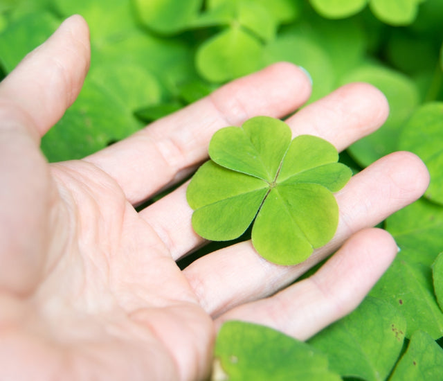 Four-Leaf Clover Spiritual Meaning: Do They Really Bring Good Luck ...