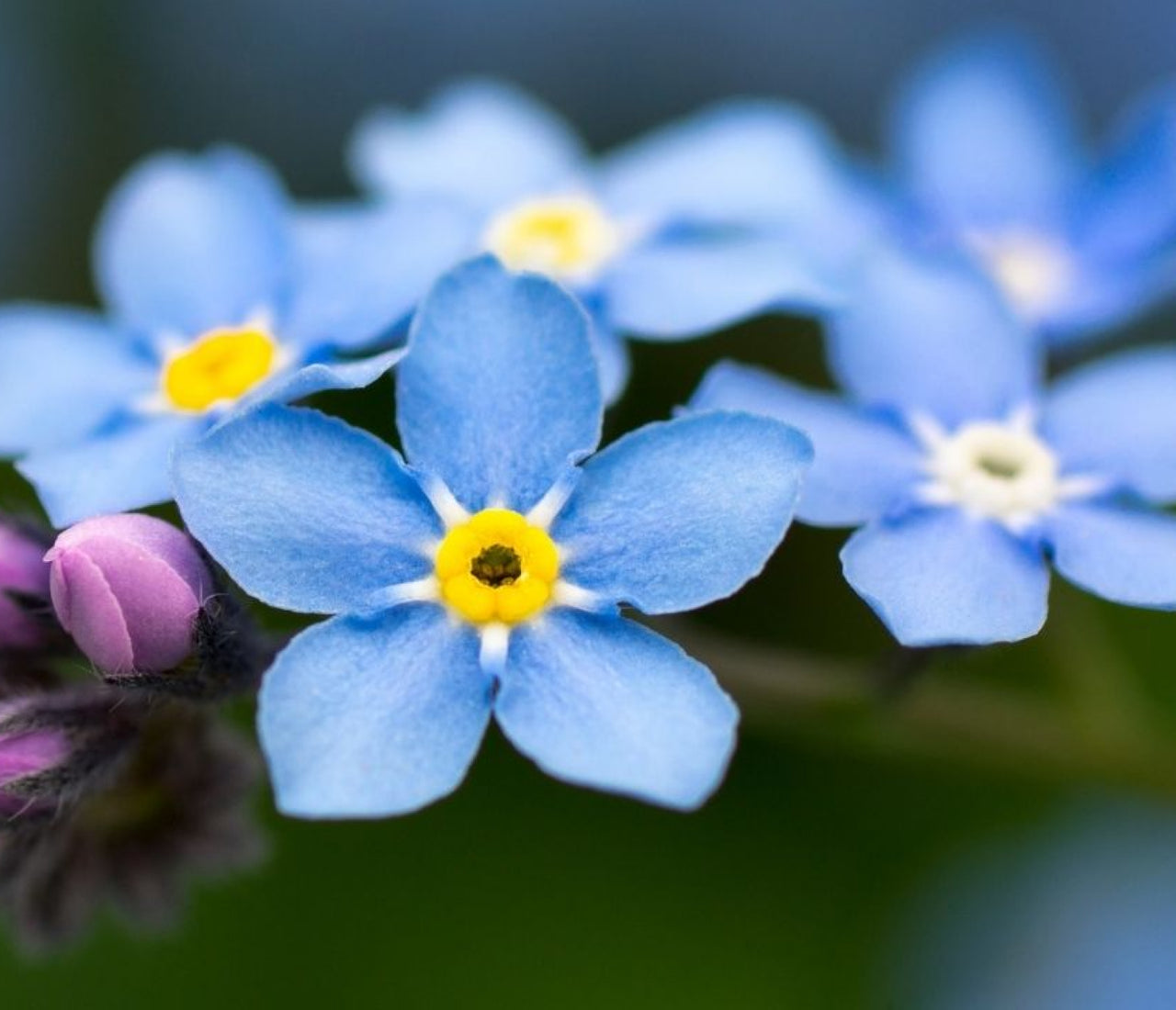 Alaska State Flower: The Enchanting Forget-Me-Not – Eternity Flower®