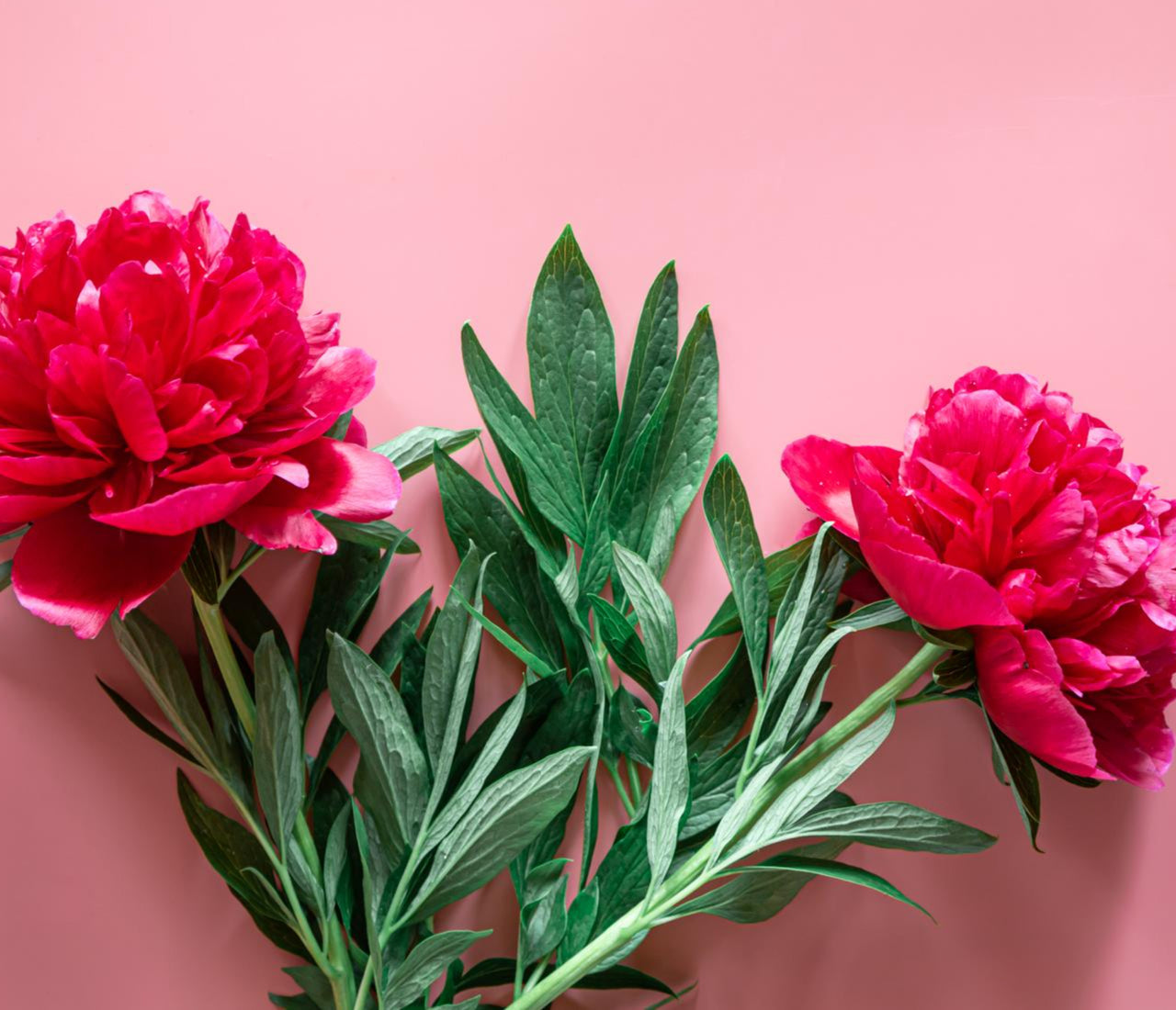 Learn the Meaning of Peony Flower by Color: Explore Their Rich Meaning ...