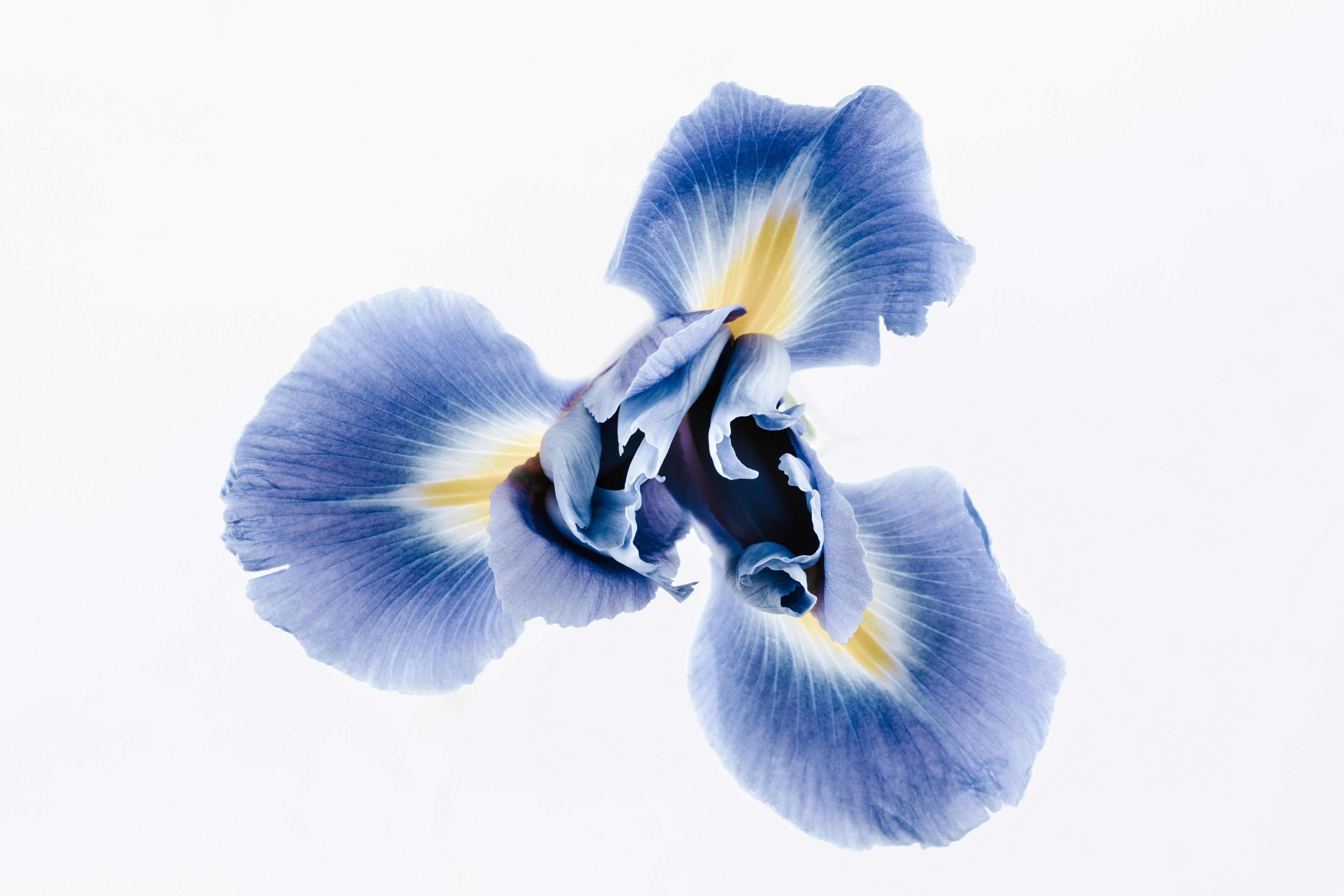 Iris Flower Meaning: What's Behind the Bloom? – Eternity Flower®