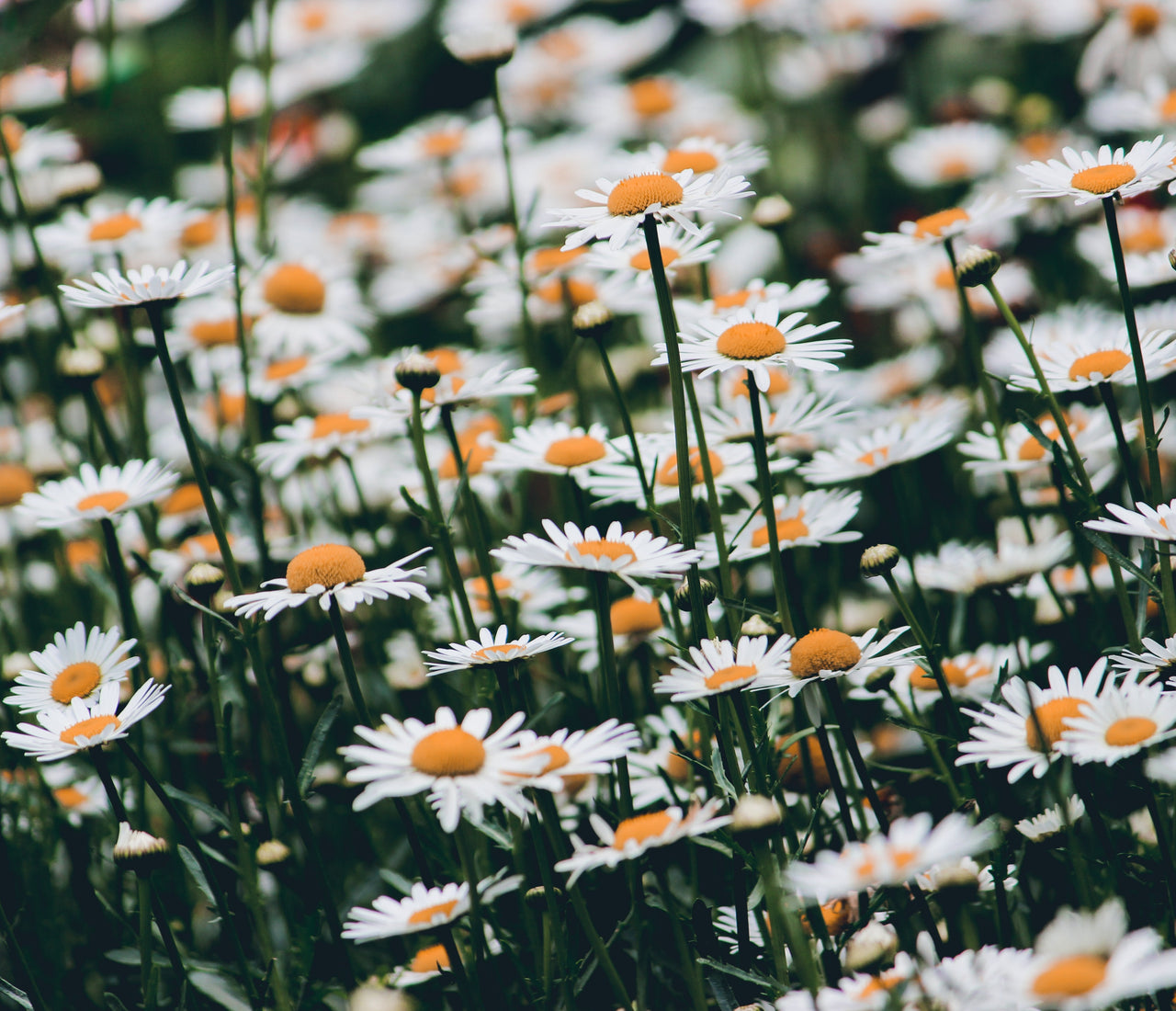 April Birth Flowers: Significance and Symbolism Explored – Eternity Flower®