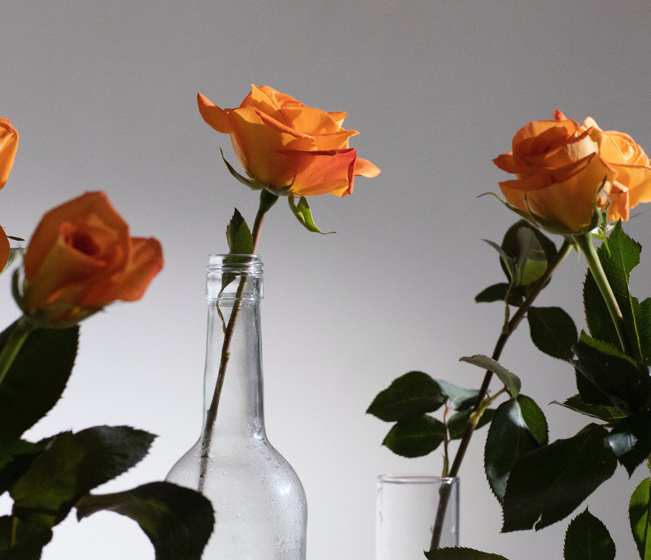 Orange Rose Meaning: Symbols of Passion in Floral Language – Eternity ...
