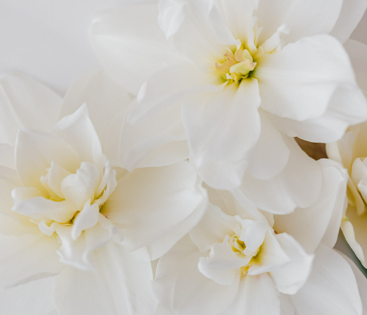 December Birth Flowers: A Comprehensive Guide to Their Meanings ...