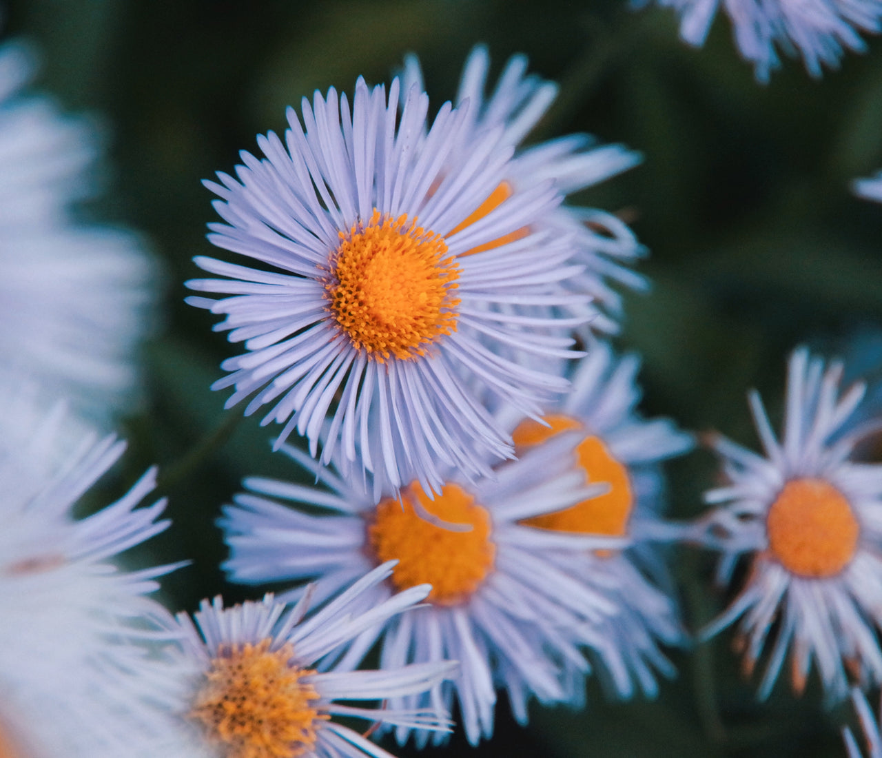 Aster Flower Meaning: Beauty, Myth, and Mystery – Eternity Flower®