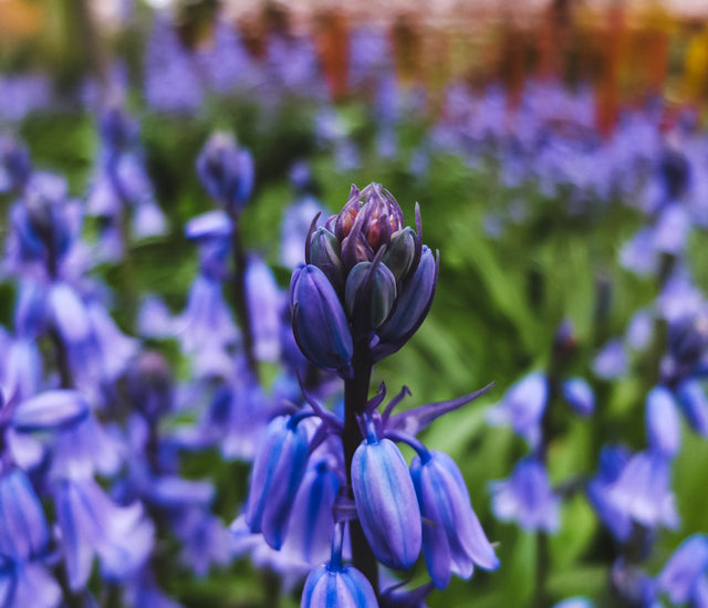 Libra Birth Flowers: A Comprehensive Guide to Zodiac Blooms – Eternity ...