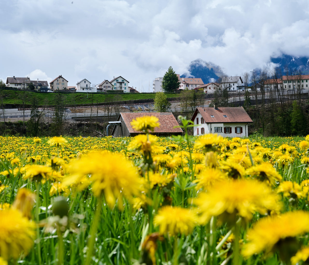 Aries Birth Flowers: The Ultimate Guide to Their Meanings – Eternity ...