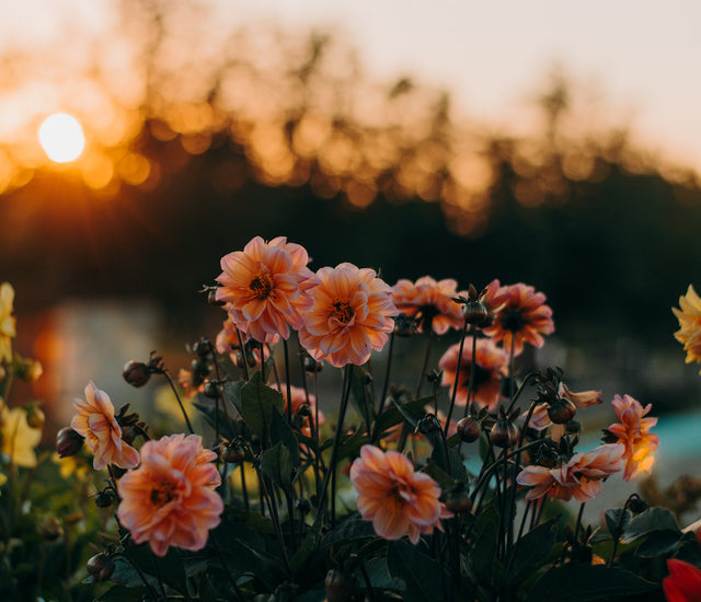 Growing Gorgeous Summer Flowers: Expert Tips for Your Garden – Eternity ...