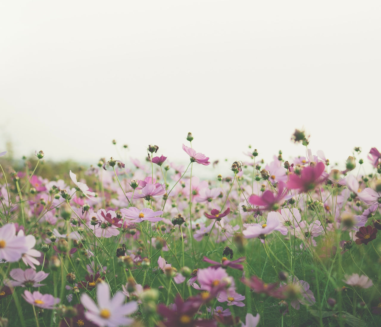 July Birth Flowers: Celebrating the Heart of Summer – Eternity Flower®